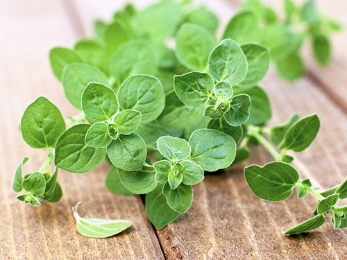 15 Herbs for Weight Loss That Work